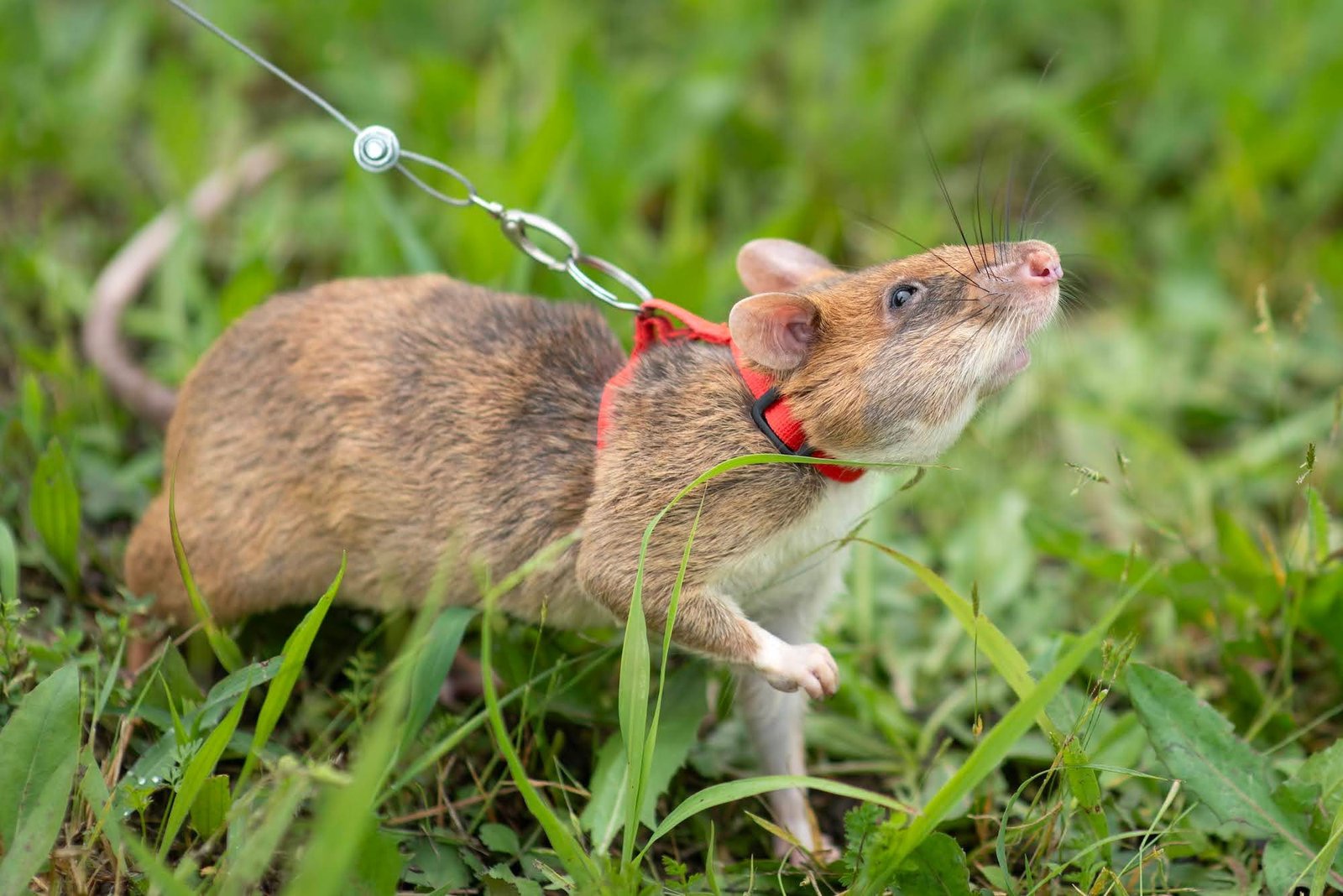 Meet APOPO’s Hero Rats – Unique Siem Reap Wildlife & Conservation ...